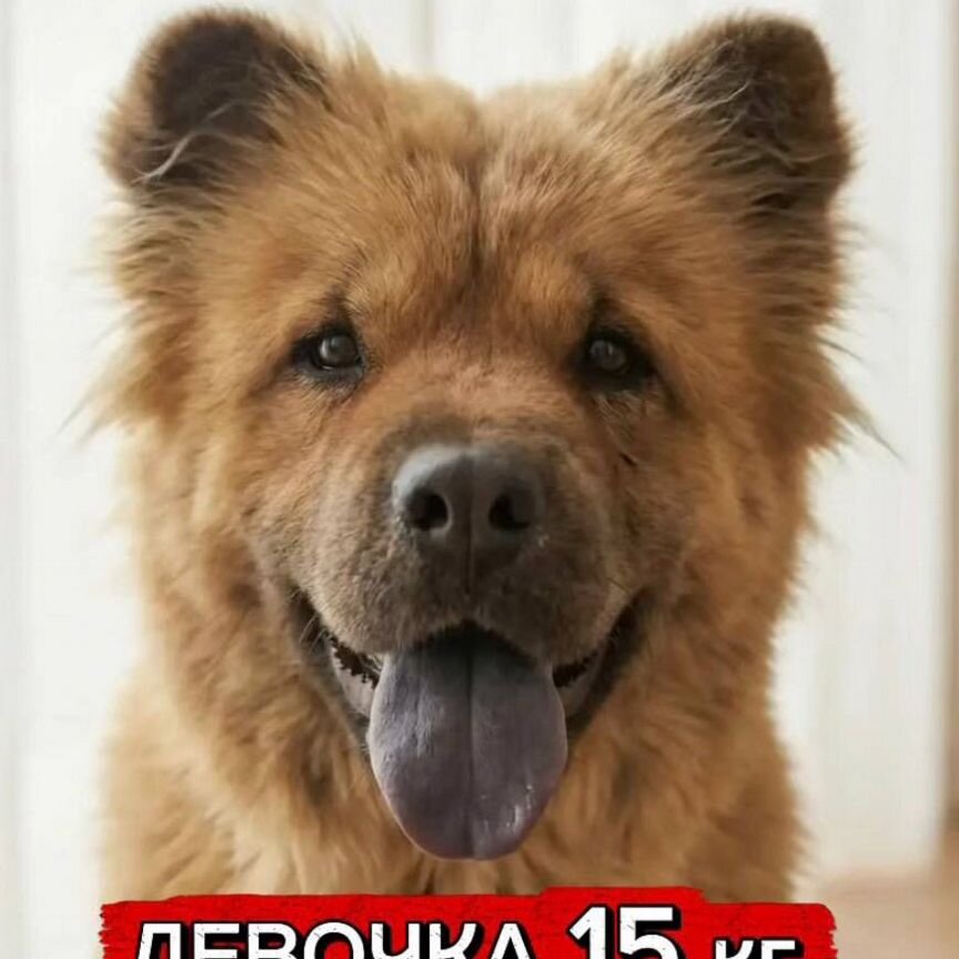 Взрослая собака в добрые руки