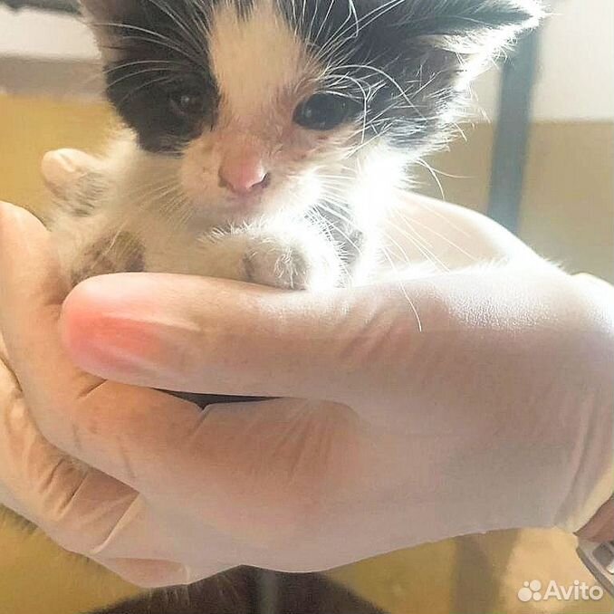 Малявки котята в добрые ручки