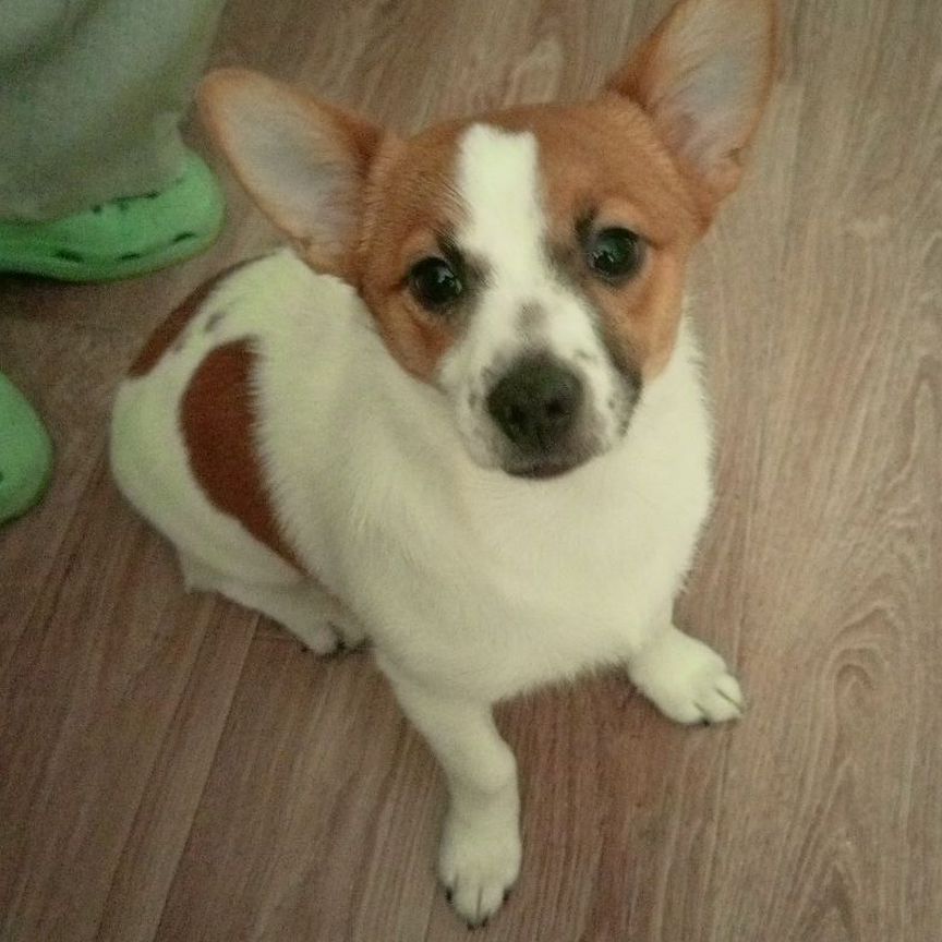 Джек-рассел-терьер, щенок