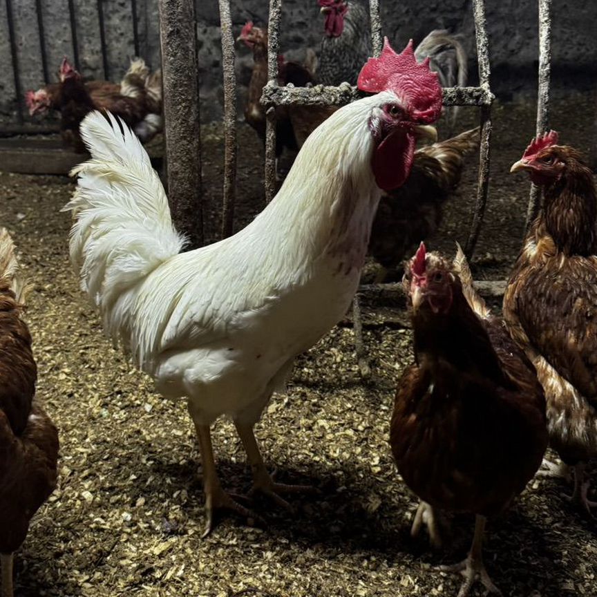 Млодые петухи