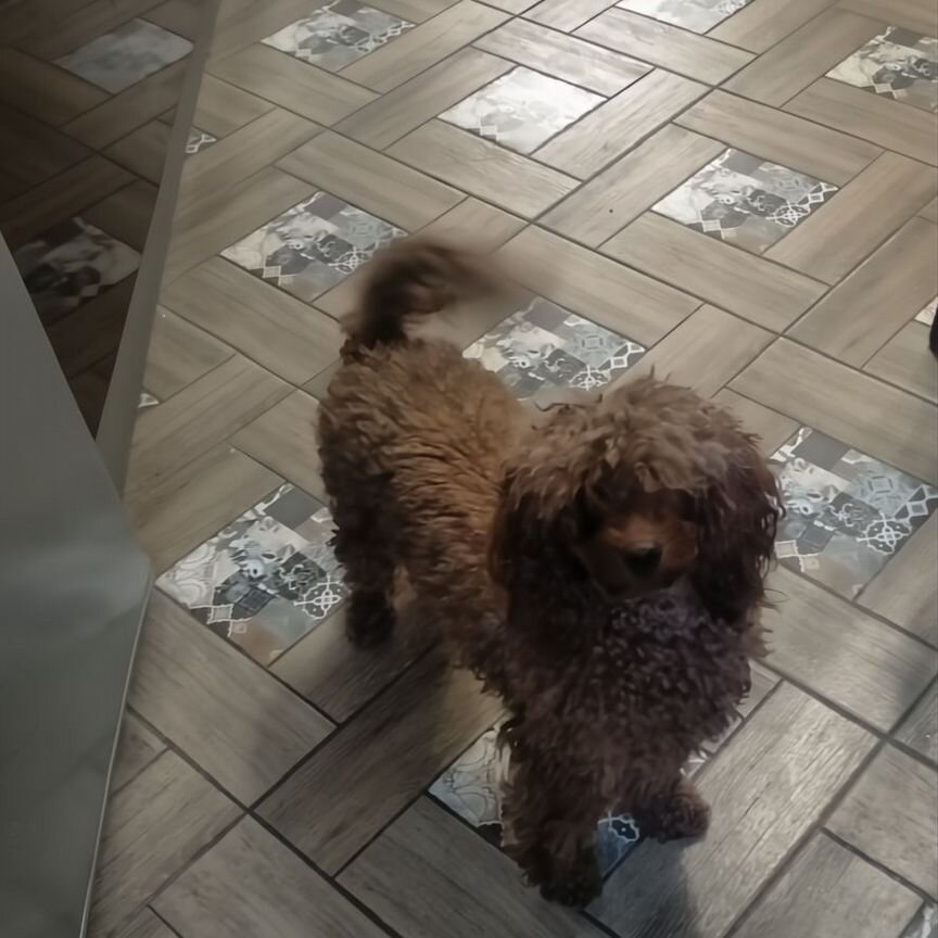 Пудель, взрослая собака