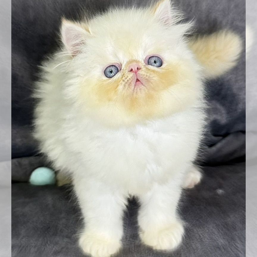 Персидский котёнок