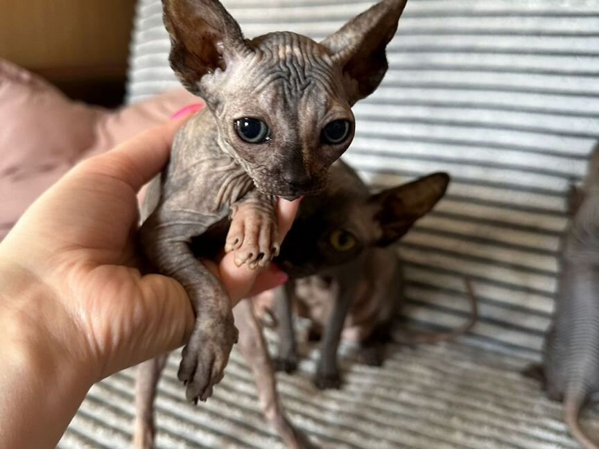 Котята канадского сфинкса