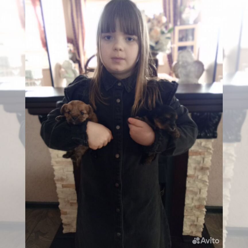 Щенки цветного йорка