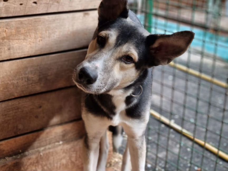 Пёсик Гуффи ждёт своего хозяина в приюте