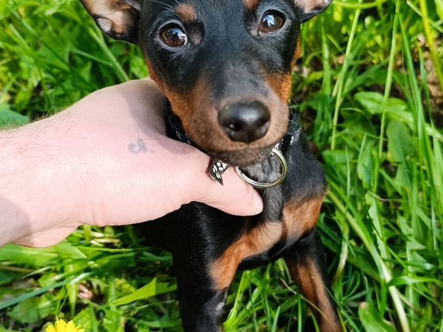 Щенки Цвергпинчера