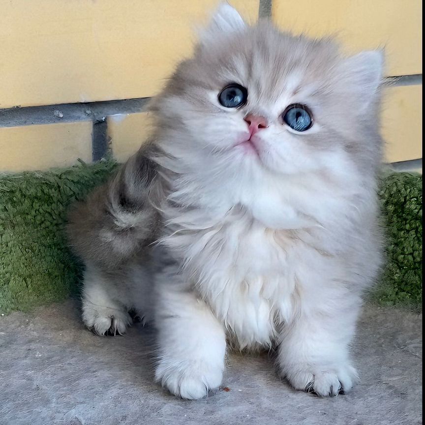 Британский длинношерстный котенок