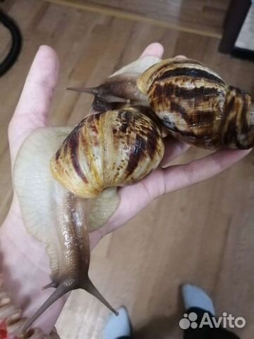 Улитки ретикулята