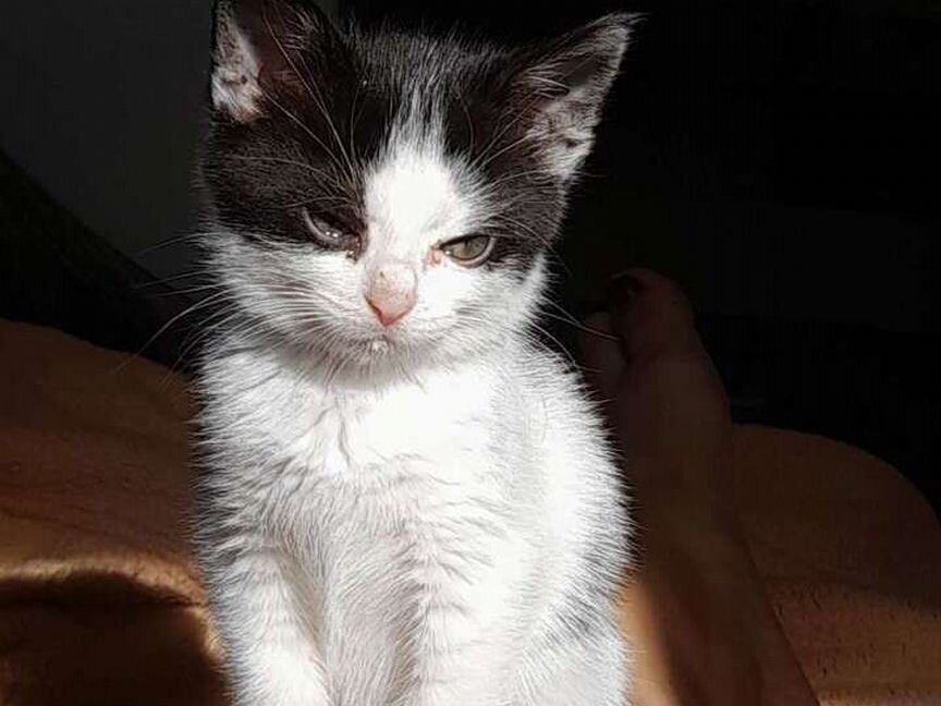 Котёнок в добрые руки