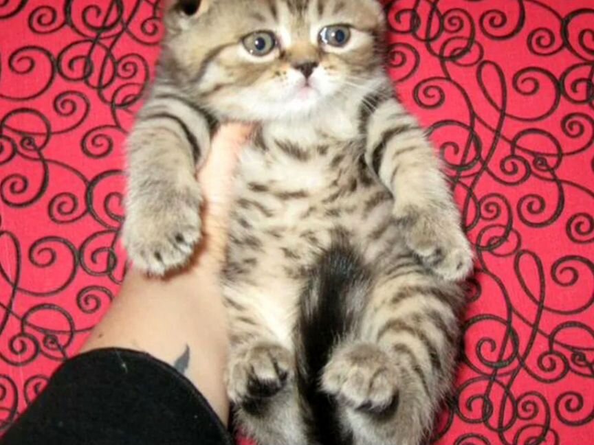 Вислоухие Тигрята)