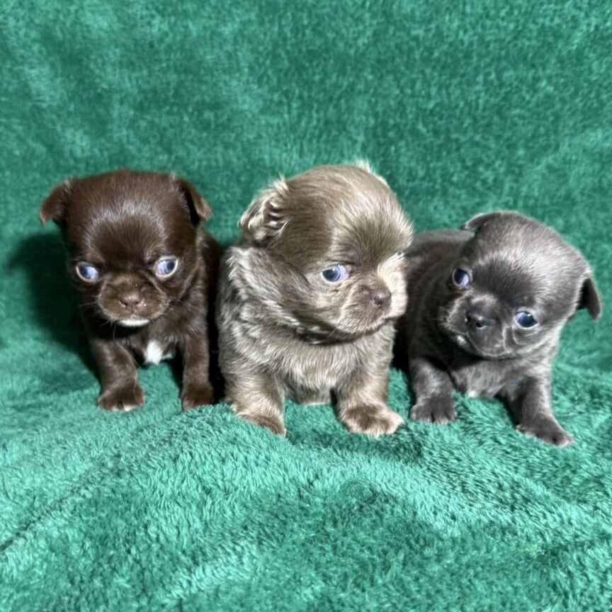 Лиловый голубой шоколад