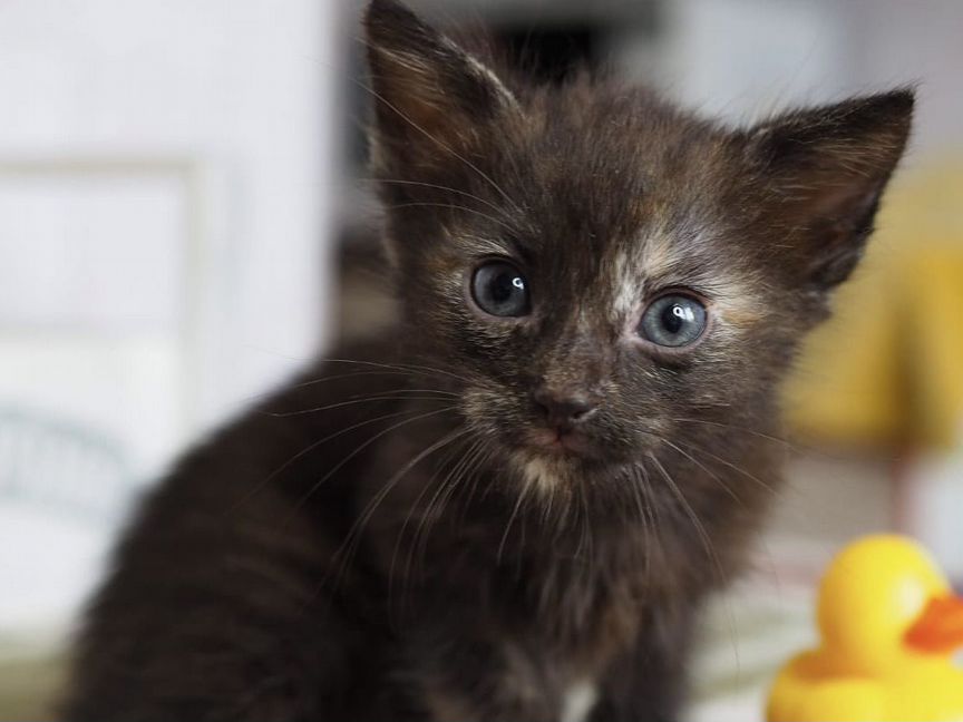 Малышка котенок Черутти 1,5 месяца в добрые руки