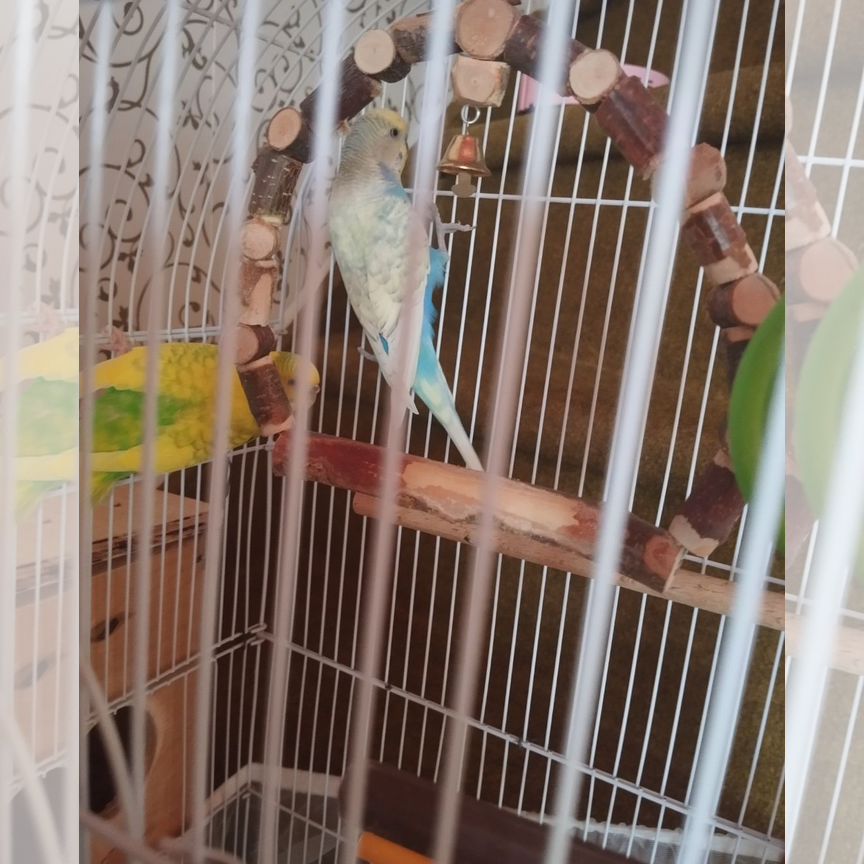 Волнистый попугай (пара)