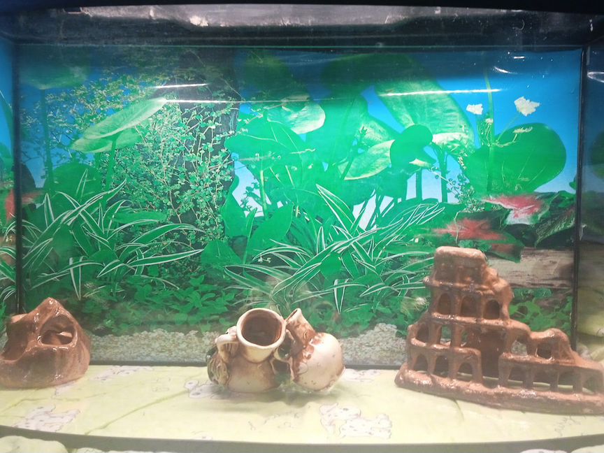 Аквариум 50 литров