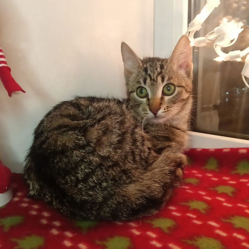 Ищем дом котенку