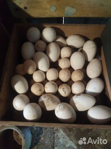 Яйца индюков и гусей