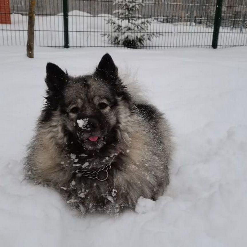 Кеесхонд
