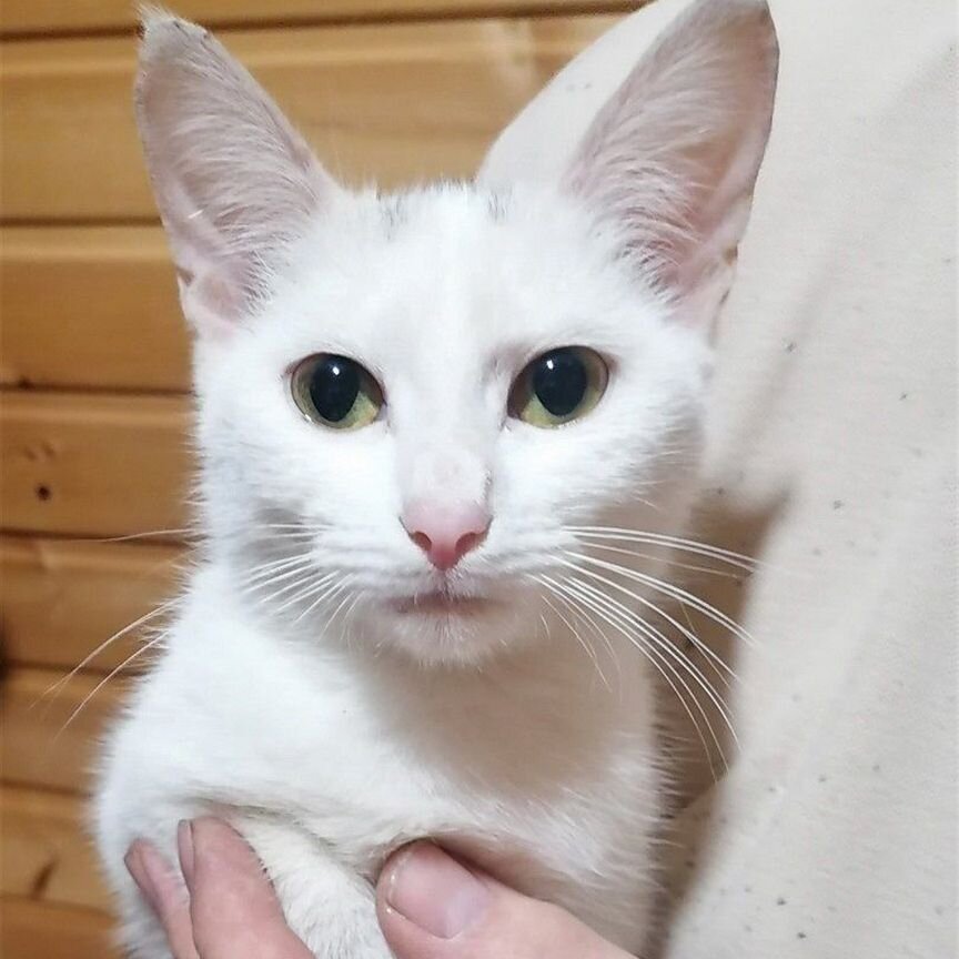 Кошечка в добрые руки