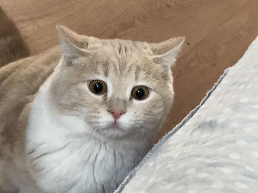 Кот в добрые руки