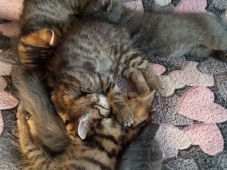 Продам котят