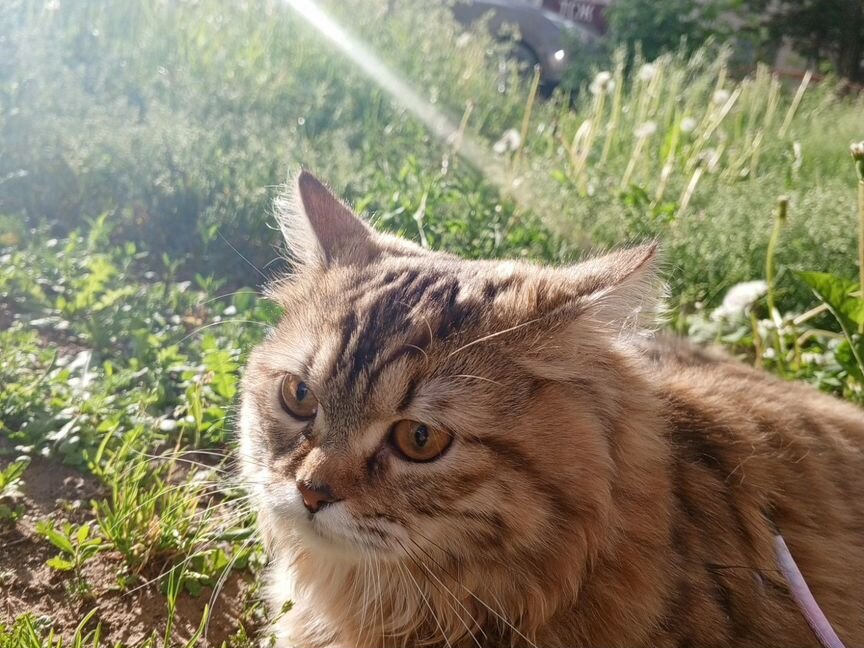 Котятёнок в добрые руки