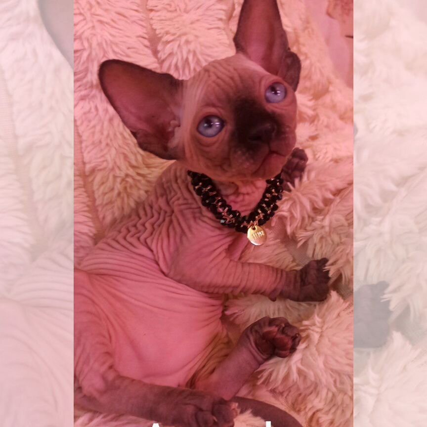 Канадский сфинкс котёнок