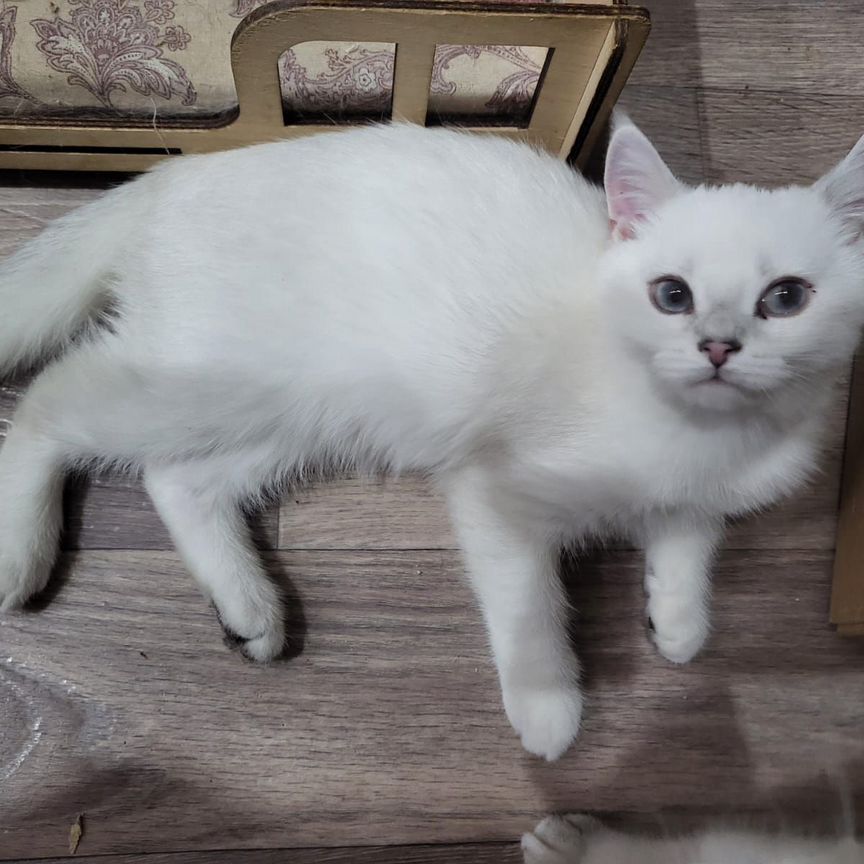 Британский котик