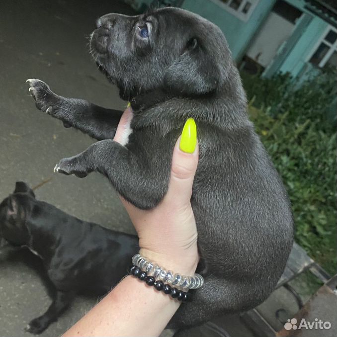 Питбуль помесь