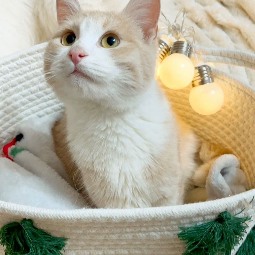 Кошечка в добрые руки
