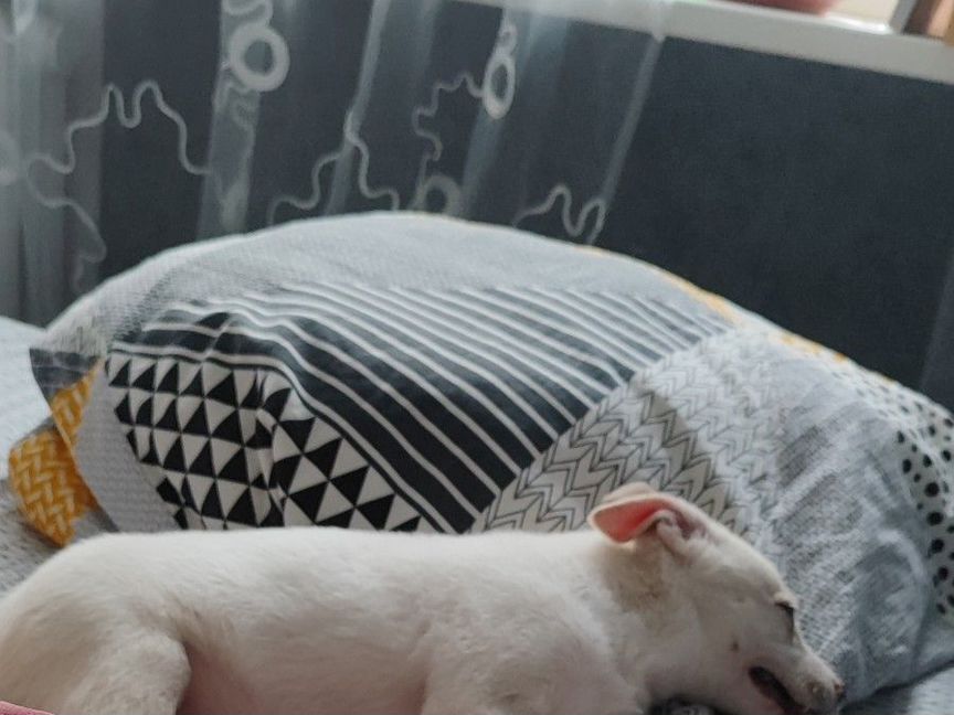 Девочка с охранным характером ищет дом