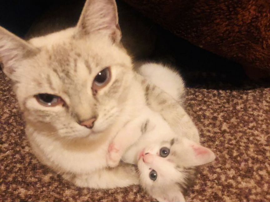 Пристрою ваших котят