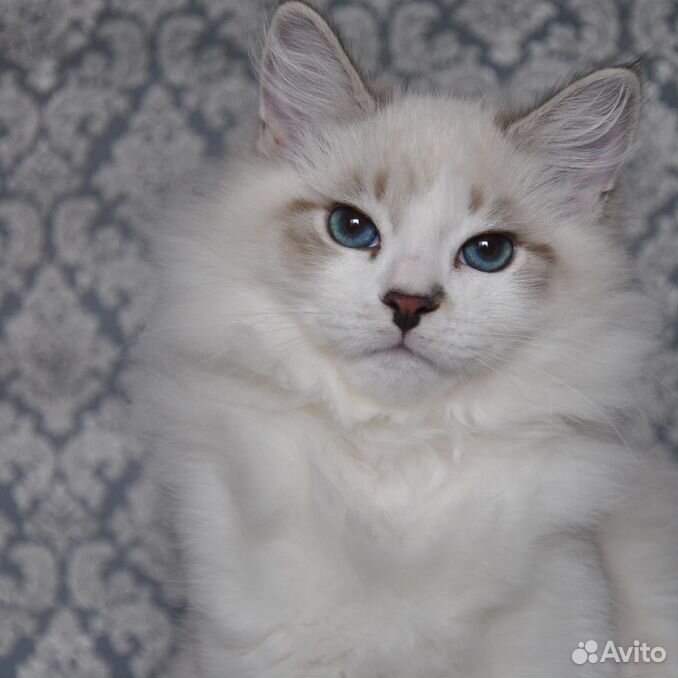 Невский Маскарадный котик 4,5 мес