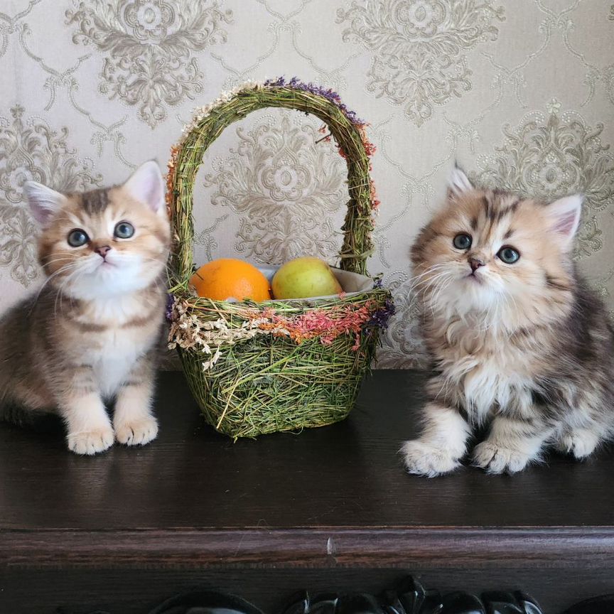 Шотландский прямоухий короткошёрстный котёнок