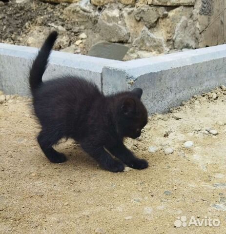 Кошка в дар бесплатно