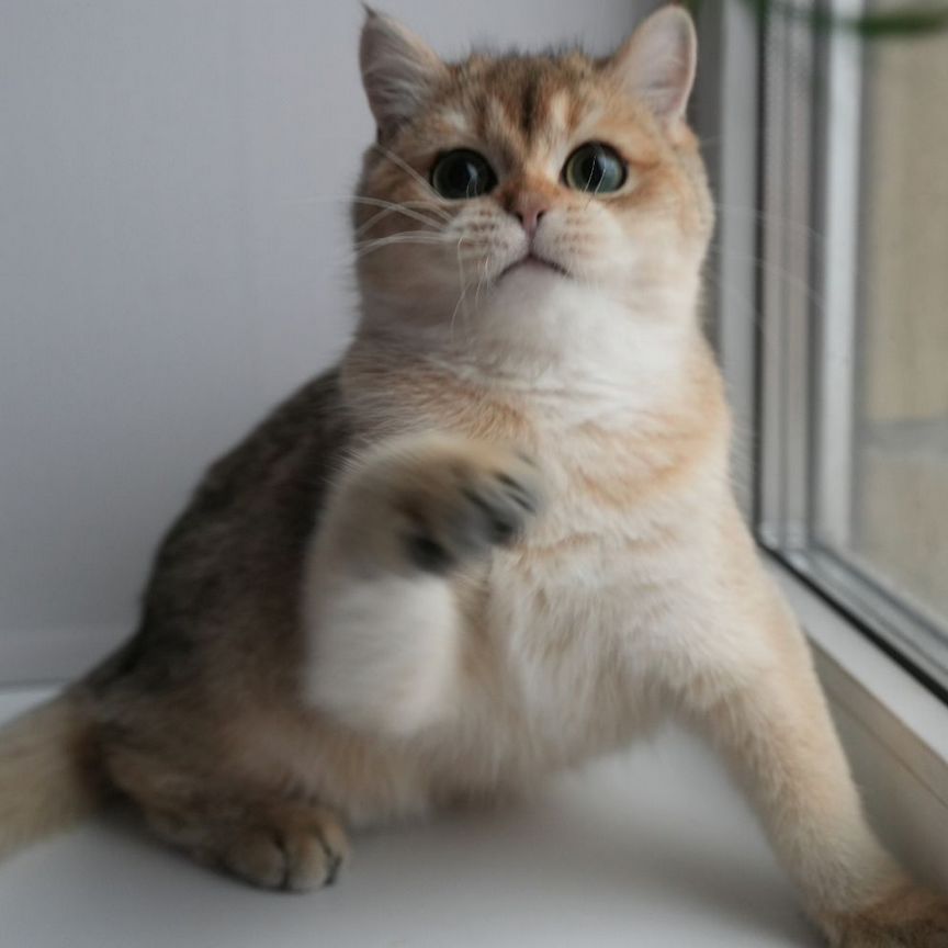 Британский короткошёрстный котёнок