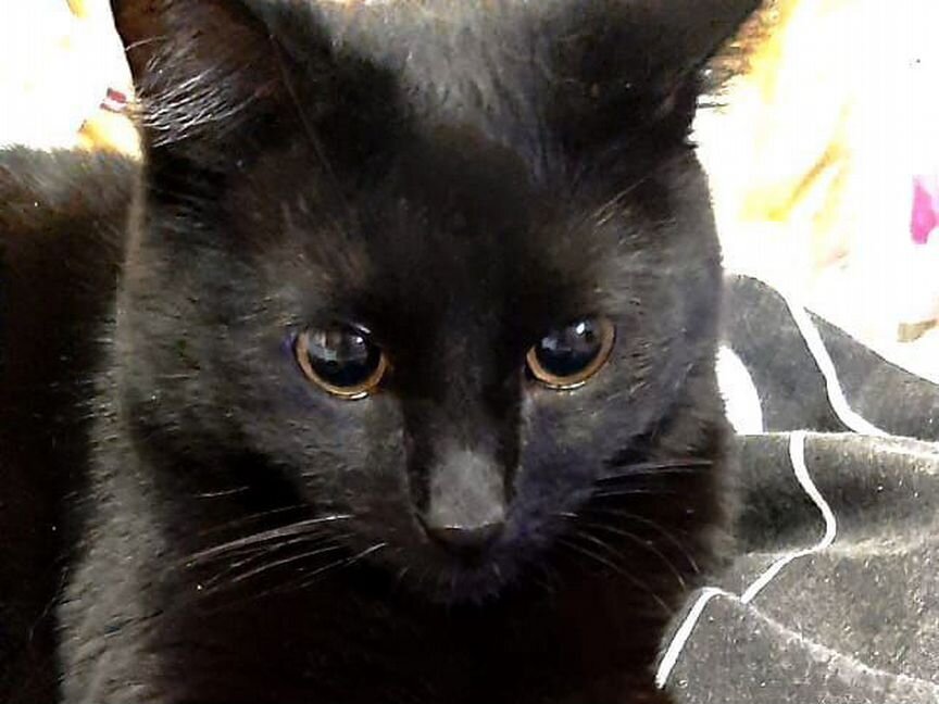 Ласковая кошечка целыми днями одна