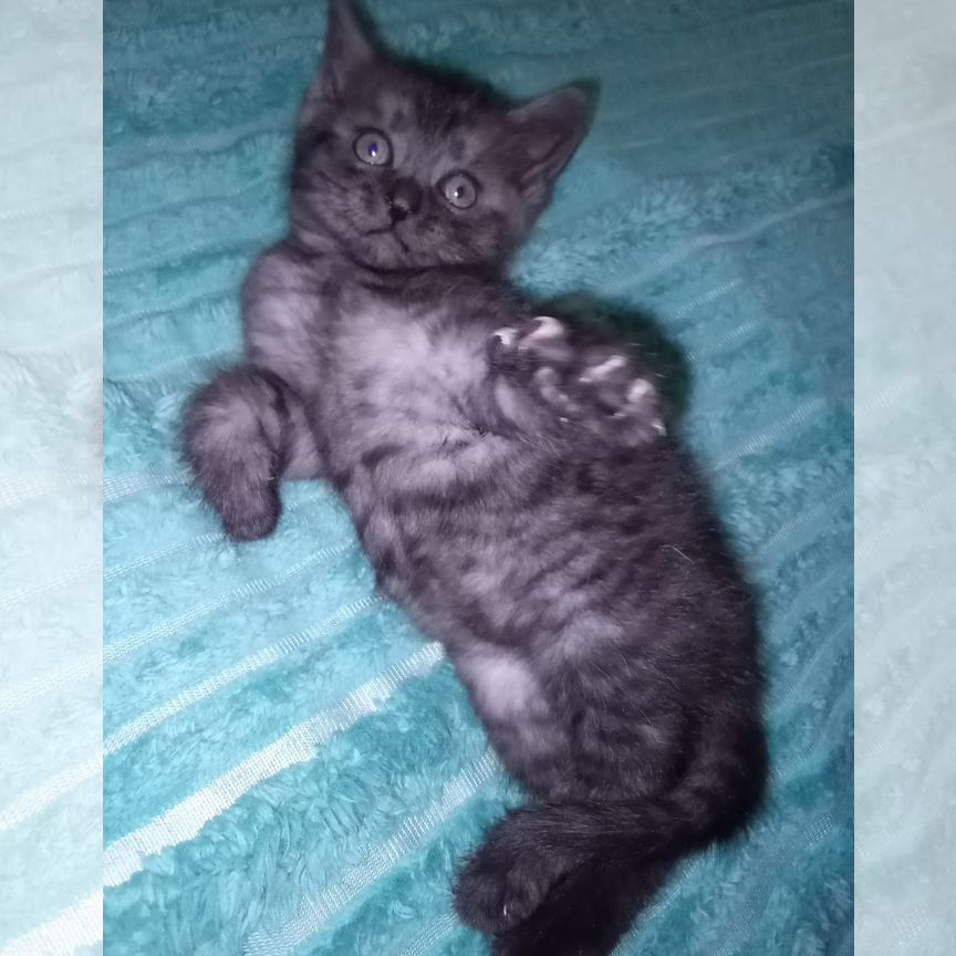 Шотландская