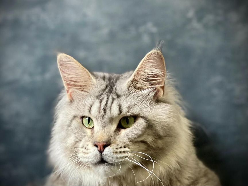 Котята мейн-кун кот серебро