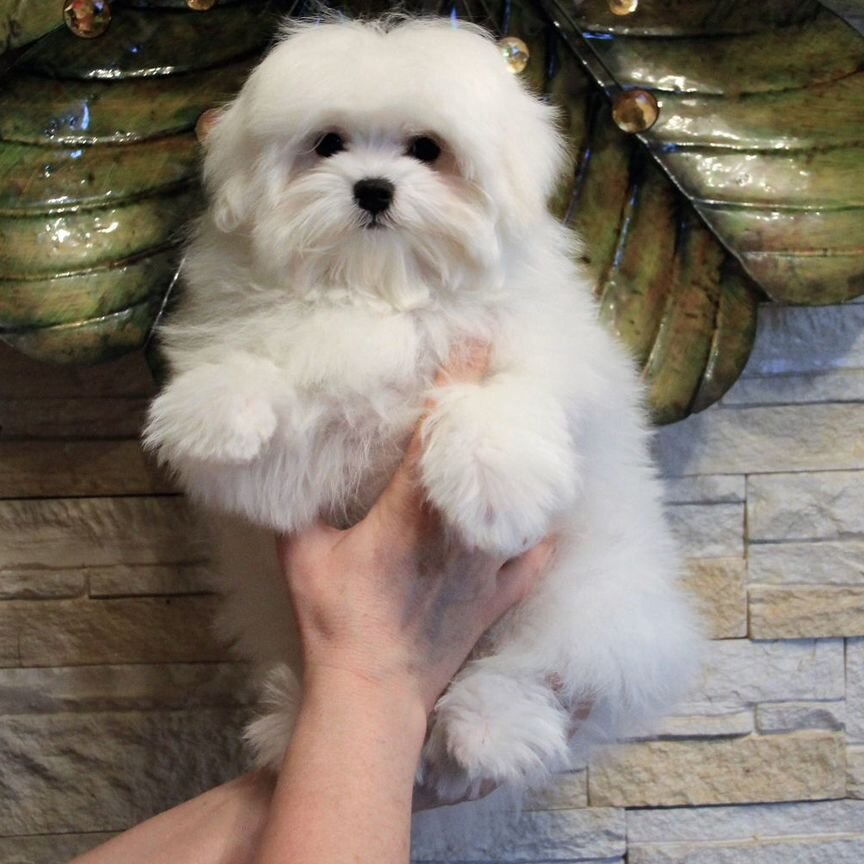 Мальтезе мальчик красавчик