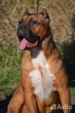 Щеночки кане Корсо