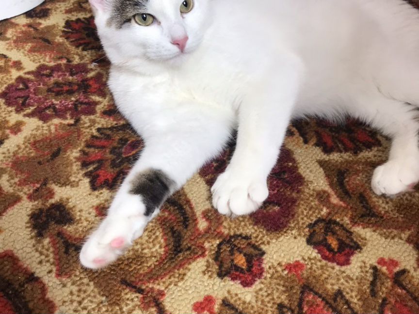 Кот