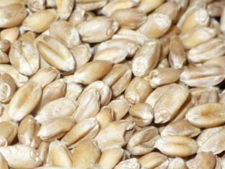 Пшеница,ячмень