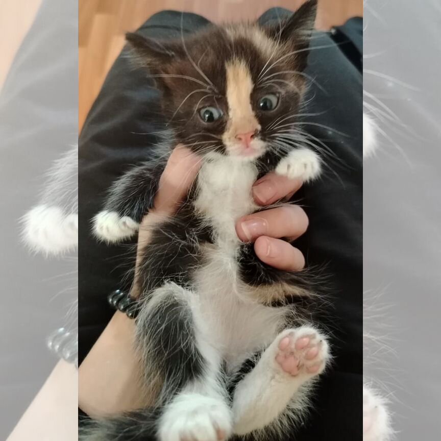 Трехцветный котенок