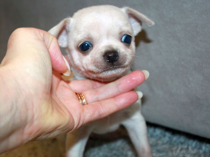 Щенки чихуахуа кремики