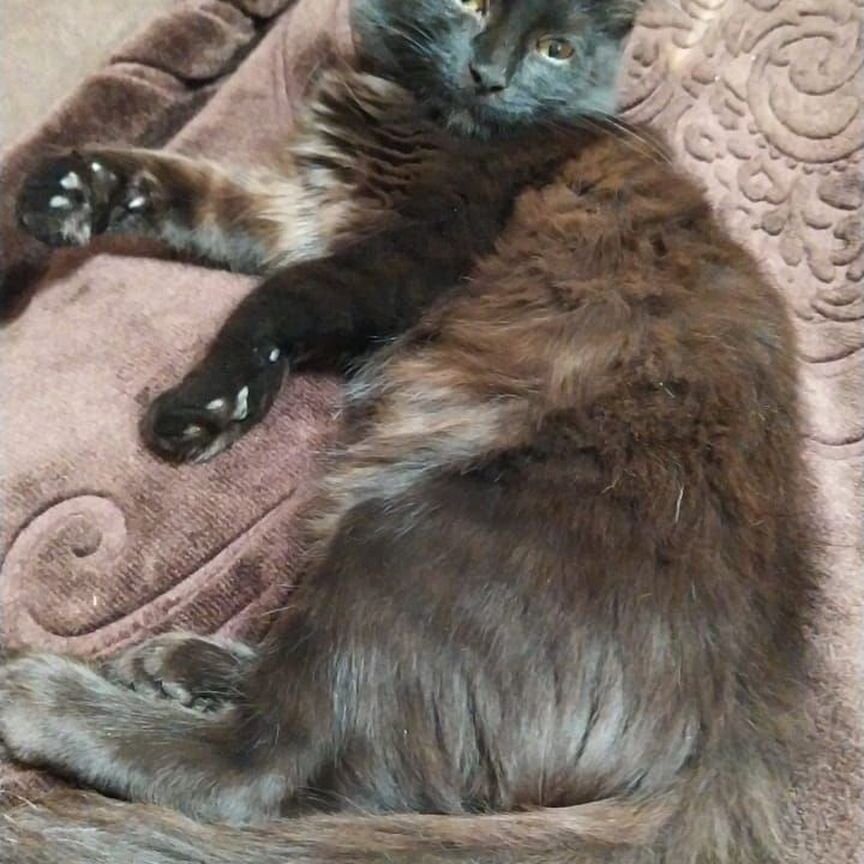 Кошечка 6 мес