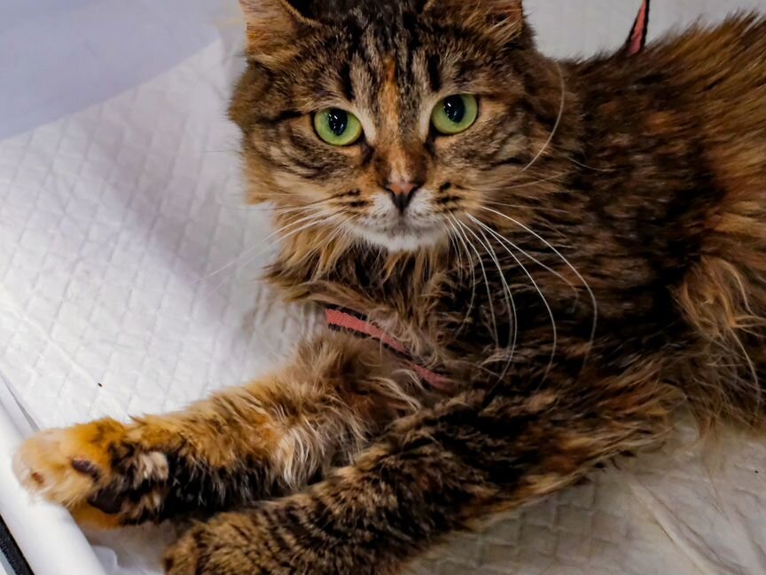 Кошечка Юкико ищет дом