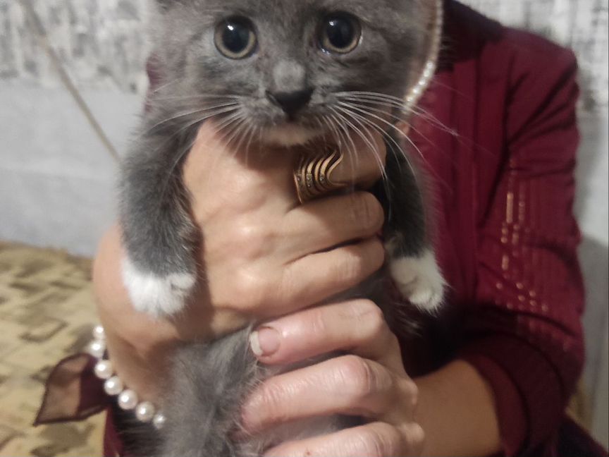 Котëнок 3 мес