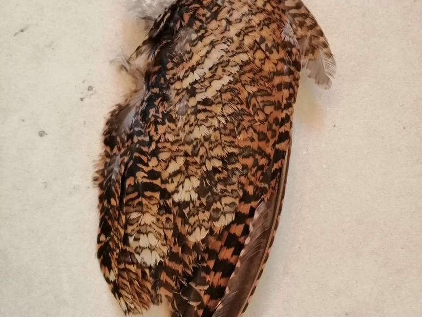 Крылья вальдшнепа для натаски охотничьих собак