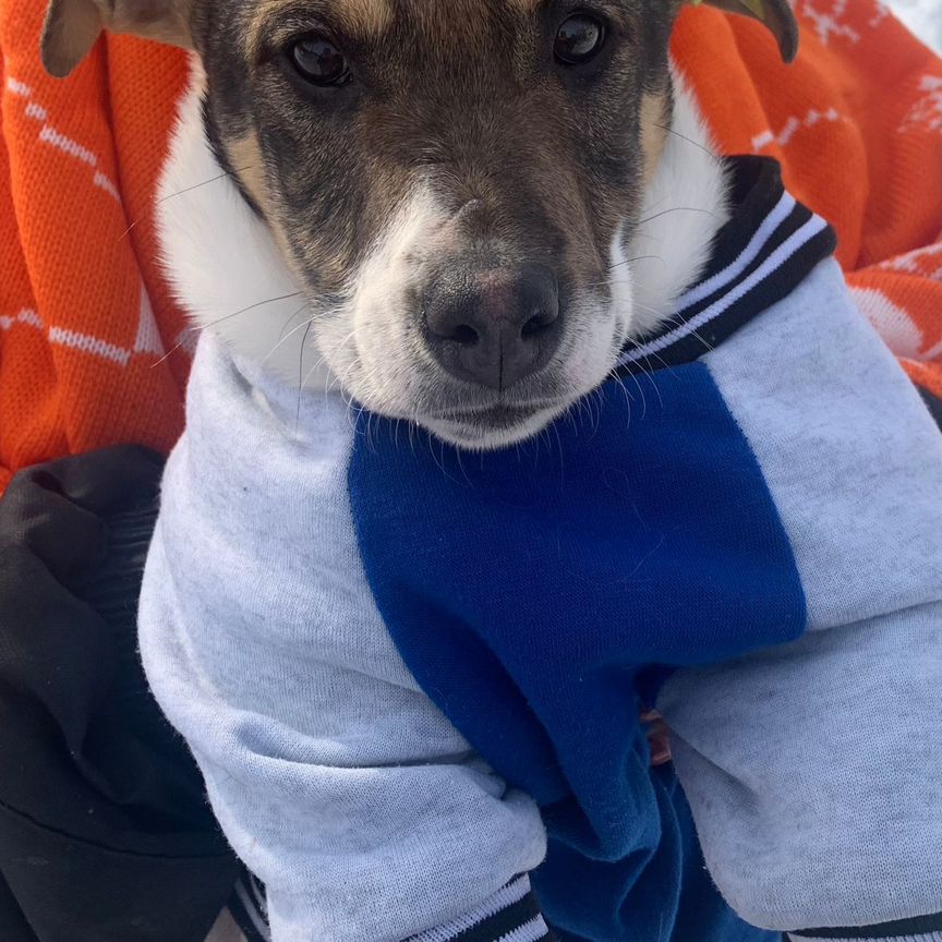 Щенок в добрые руки