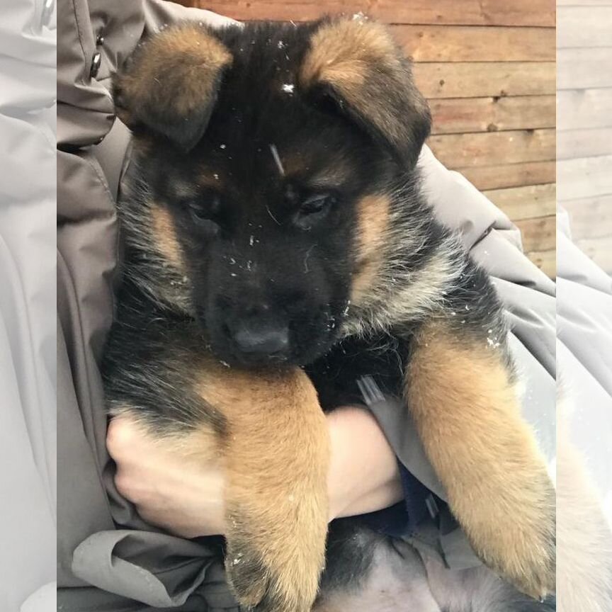 Немецкая овчарка